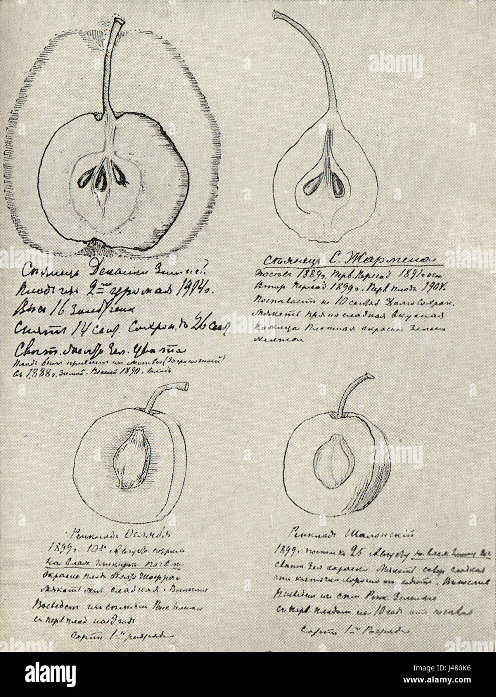 Reference to a specific cultivar or plant variety, possibly 'Michurin ...