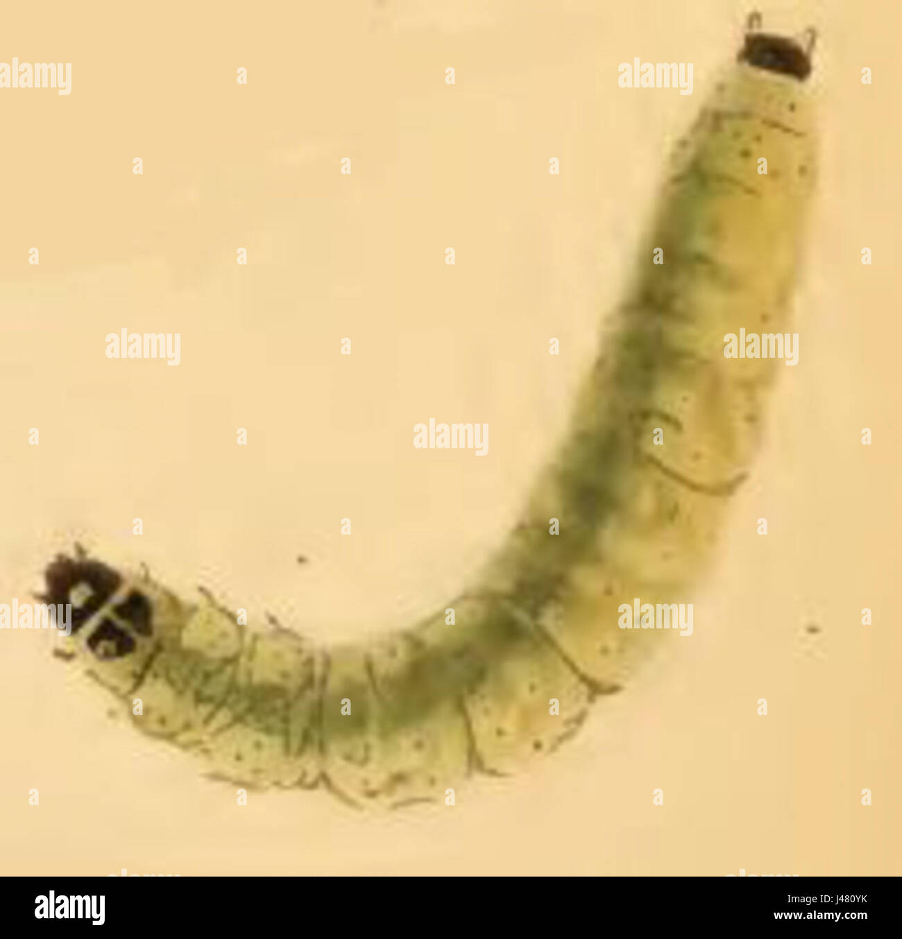 Mompha langiella larva Stock Photo - Alamy