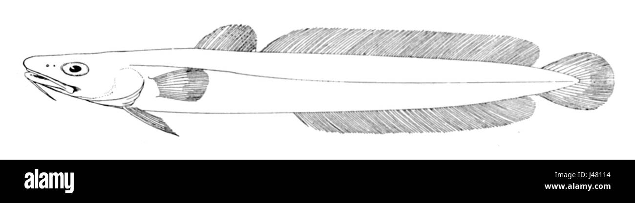 Commercial fishing atlantic cod Black and White Stock Photos & Images ...