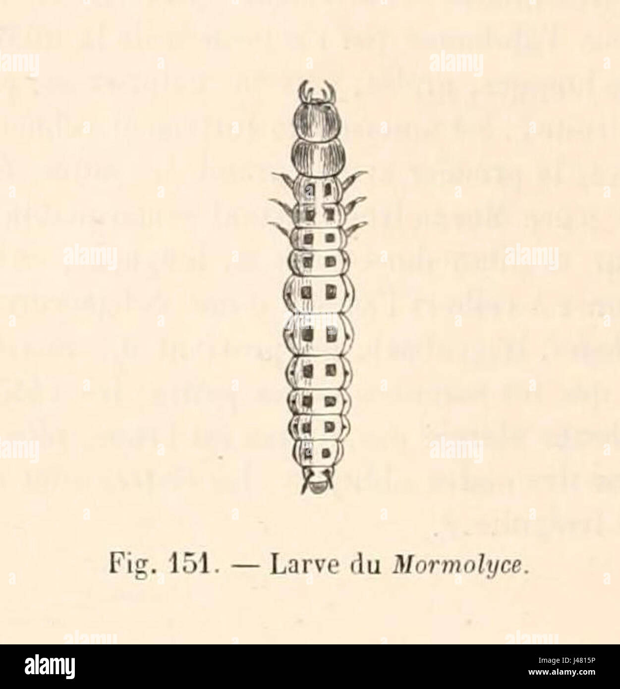 Mormolyce hi-res stock photography and images - Alamy