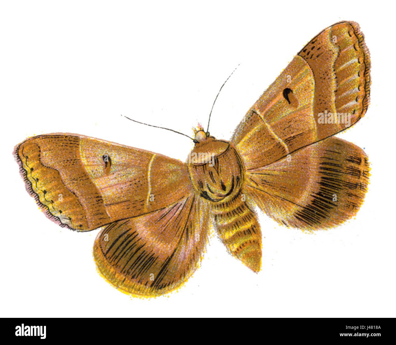 Invertebrate adaptation Cut Out Stock Images & Pictures - Alamy