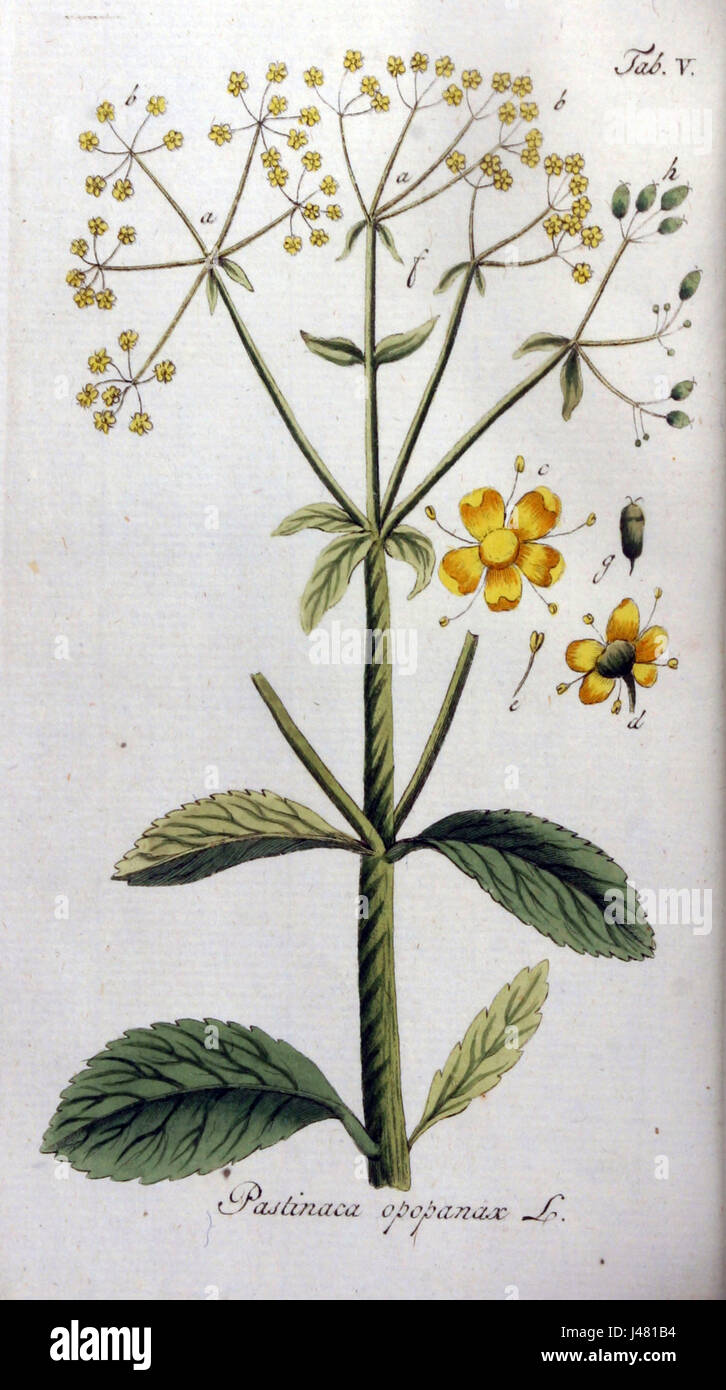 Opopanax hispidum is a species of plant known for its medicinal ...