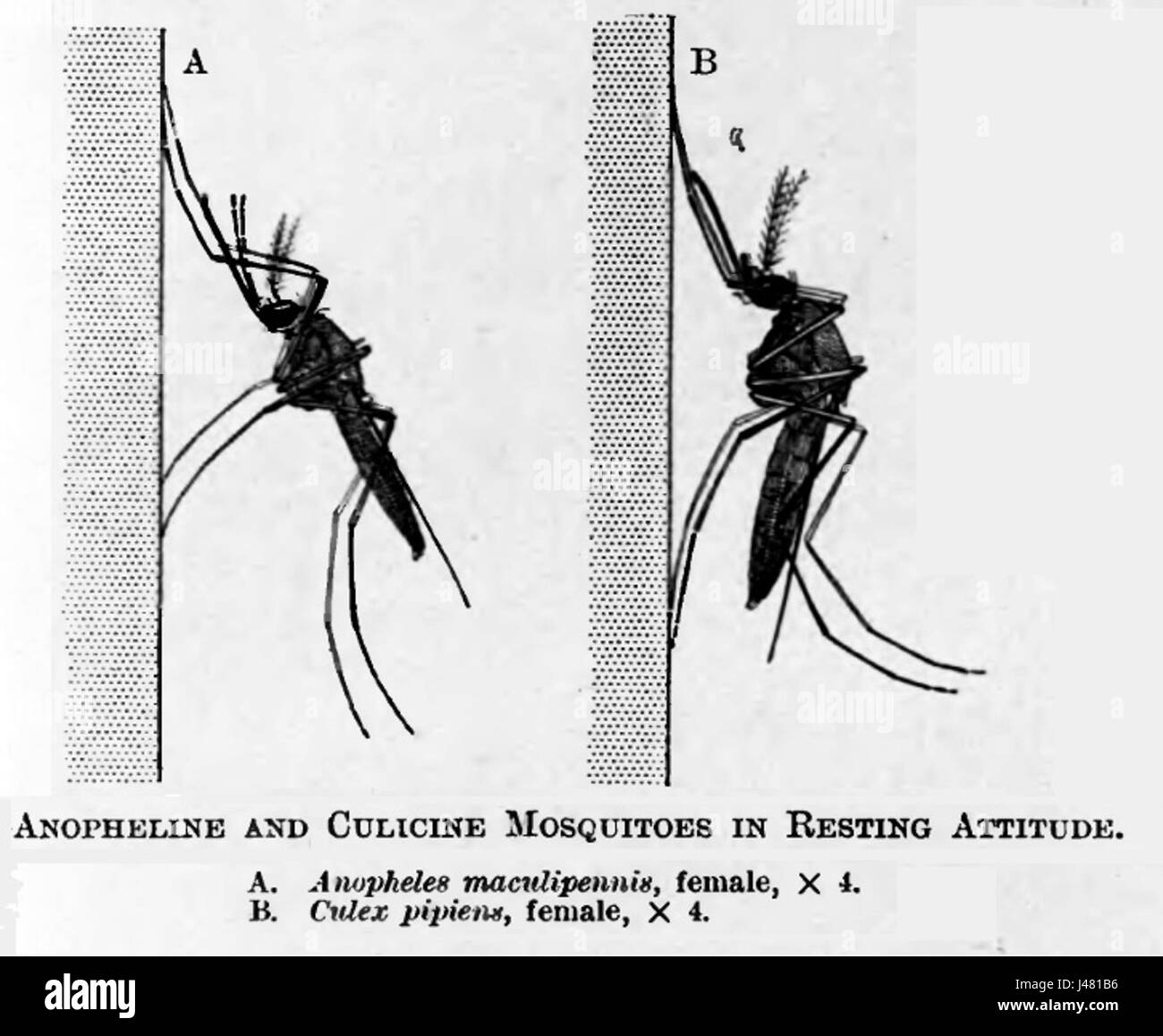 Mosquitoes are small, flying insects that are significant in the study ...