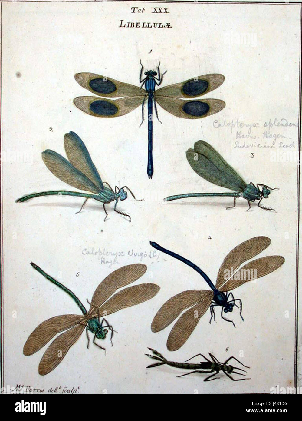 Moses Harris was an 18th-century English entomologist known for his ...