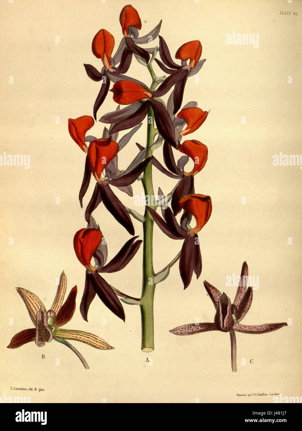 Mormodes ignea Paxton 093 Stock Photo - Alamy