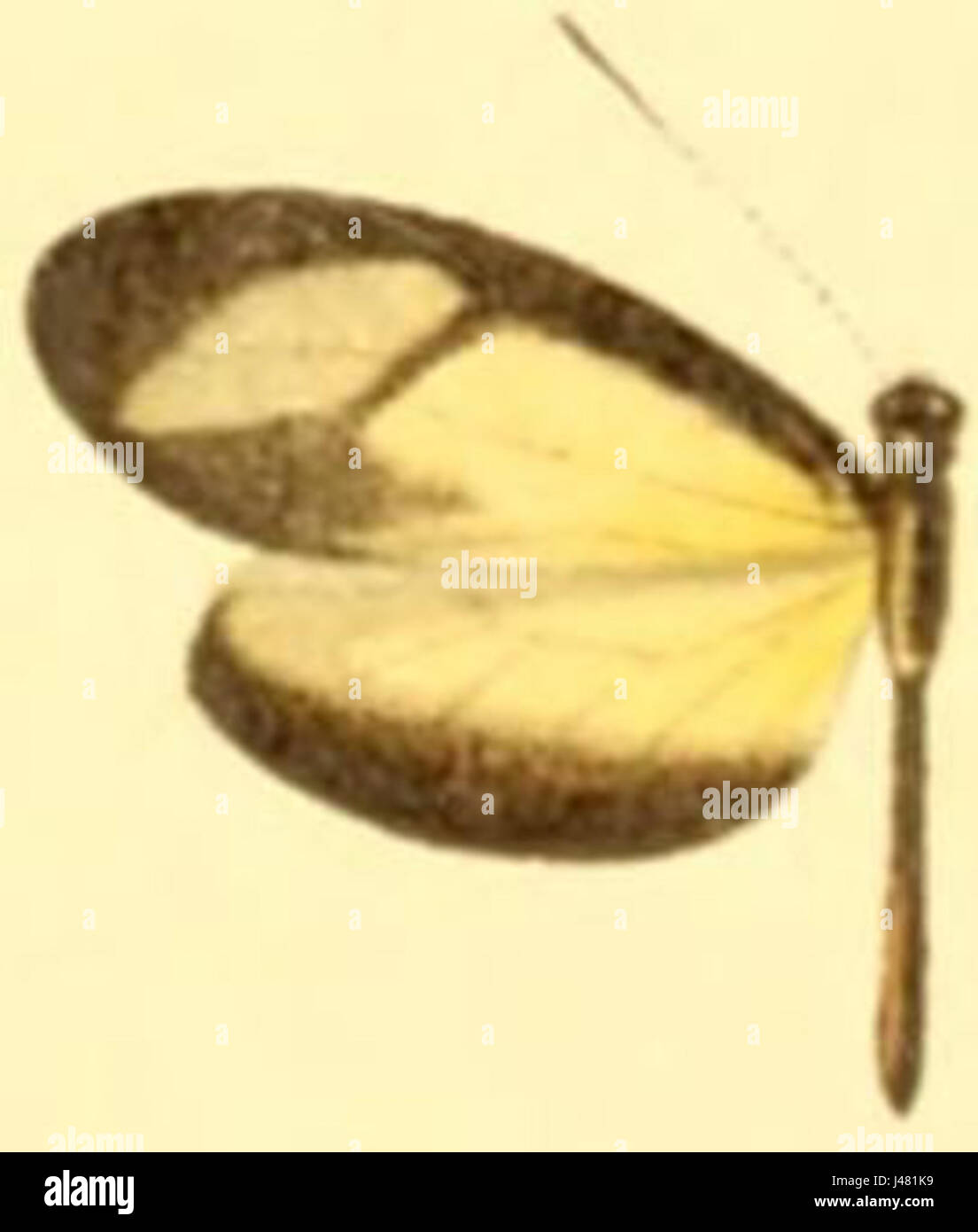 Methymna hi-res stock photography and images - Alamy