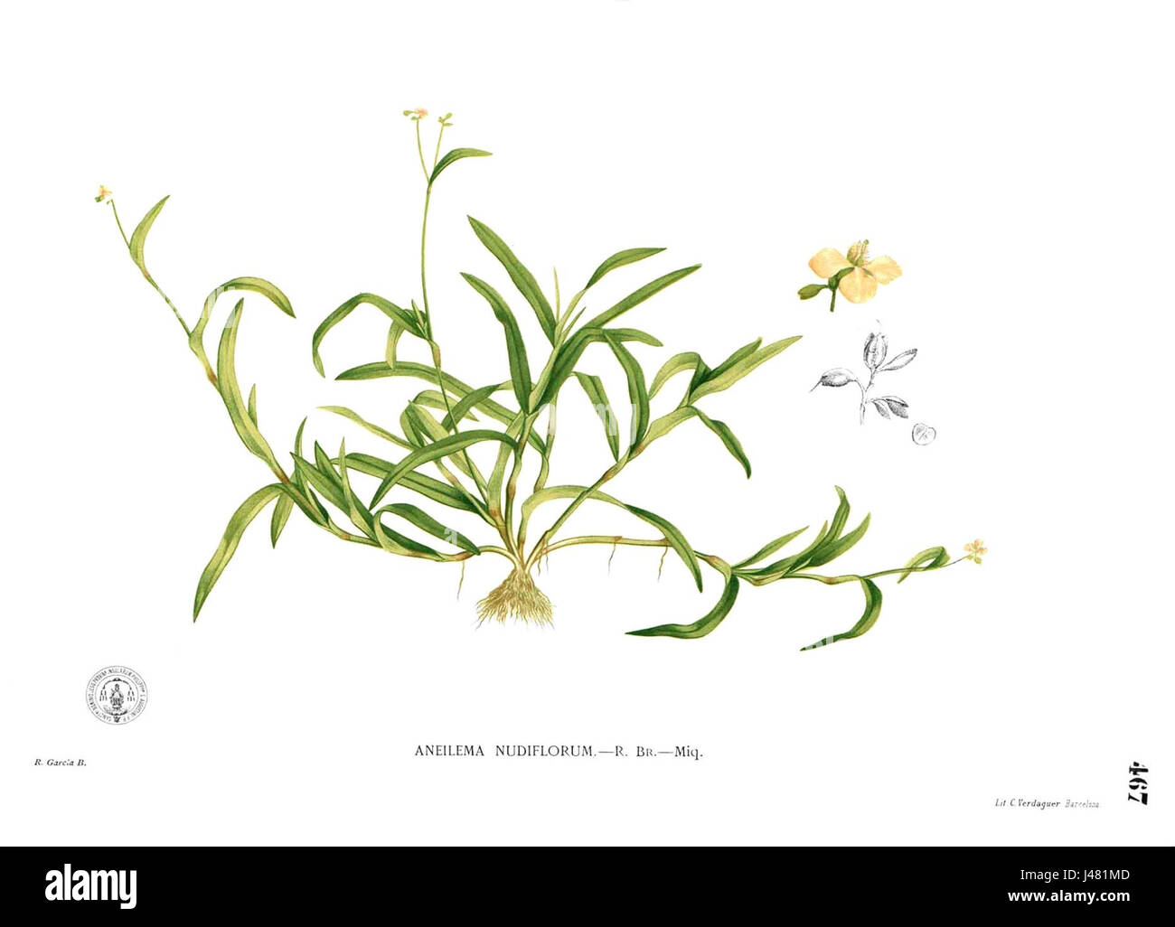 Murdannia nudiflora is a species of plant in the family Commelinaceae ...