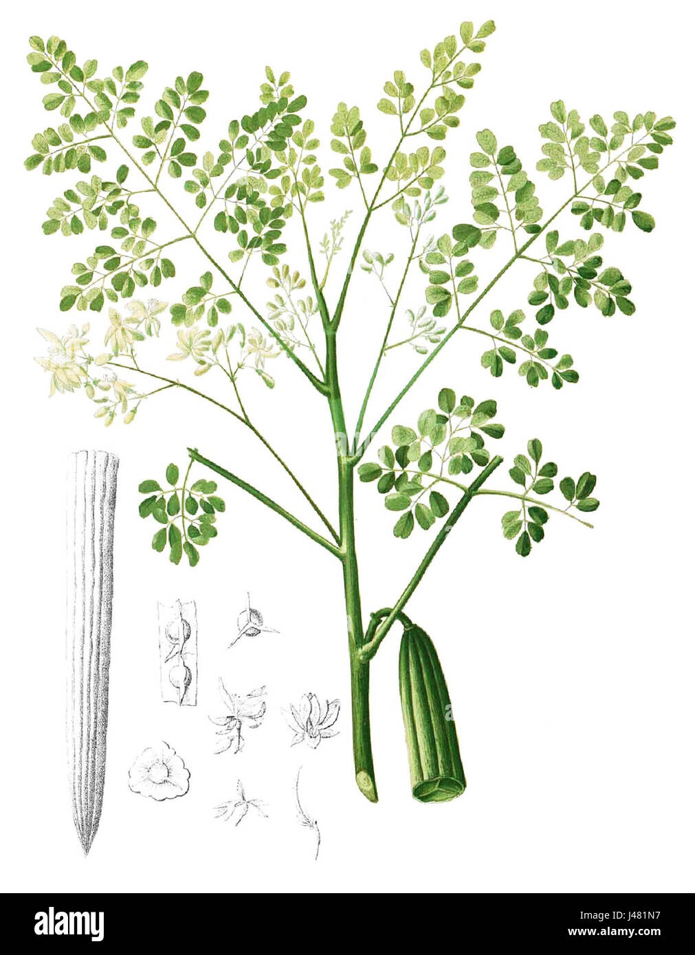 A cropped image of Moringa oleifera, also known as the drumstick tree ...