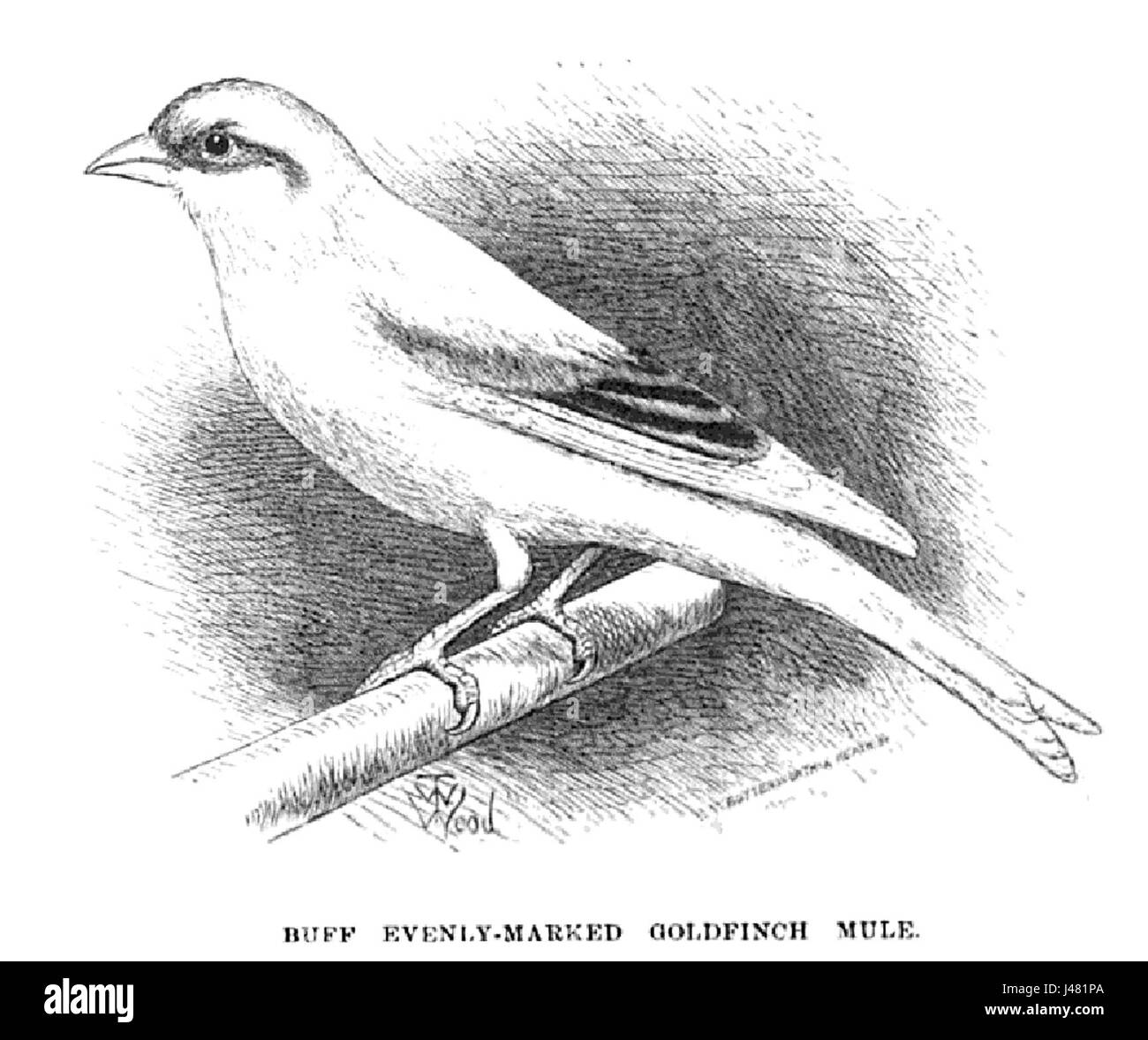 Bird in exhibit Black and White Stock Photos & Images - Alamy