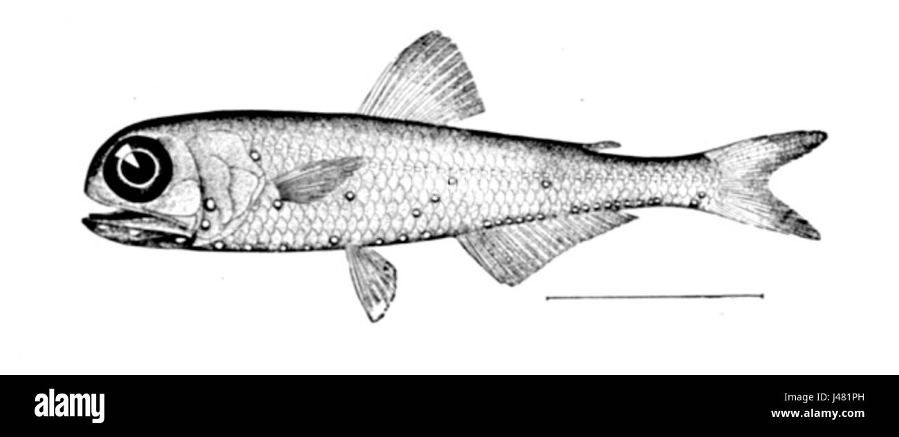 Spotted lanternfish hi-res stock photography and images - Alamy