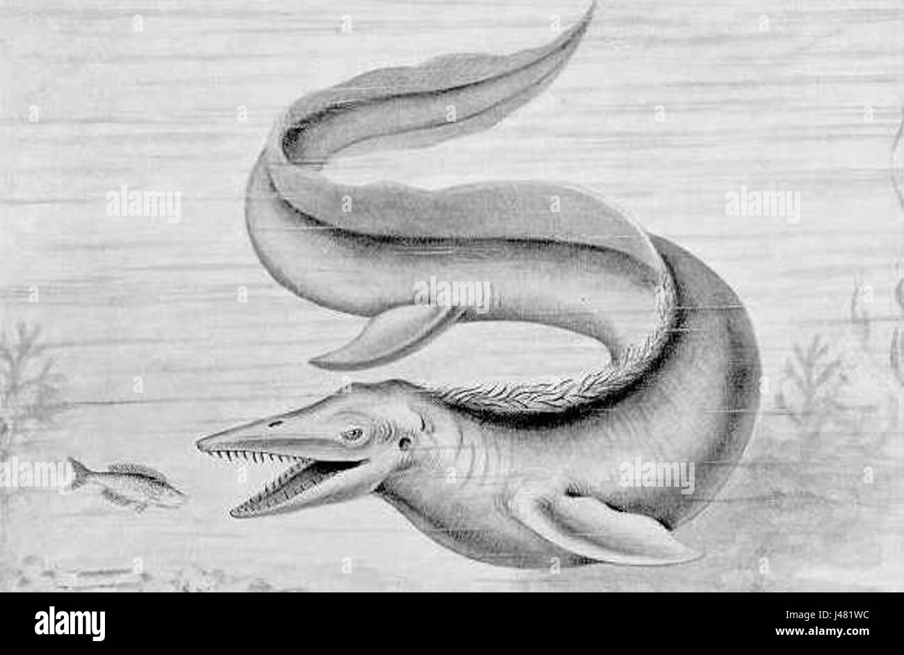 Mosasaurus was a large marine reptile that lived during the late ...