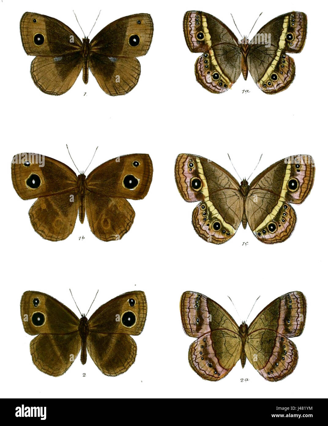 Mycalesis gotama charaka 57 Stock Photo - Alamy