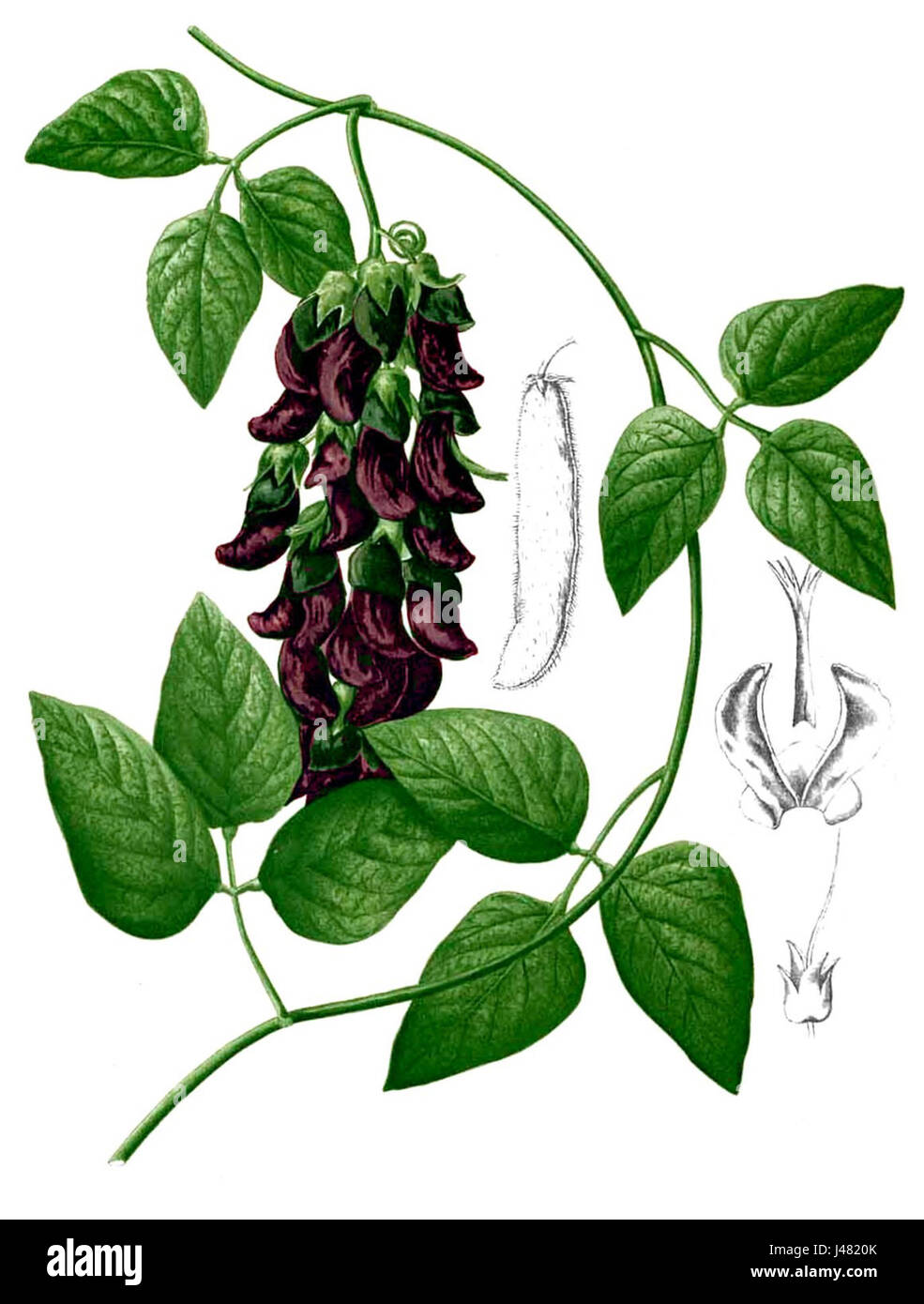 This image depicts a detailed illustration of Mucuna pruriens, also ...