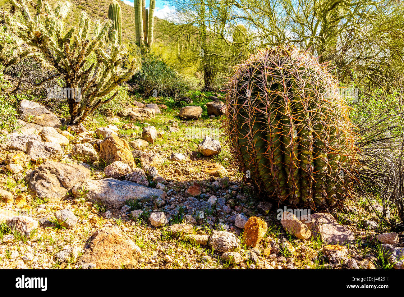 Barrel cactus desert hi-res stock photography and images - Alamy