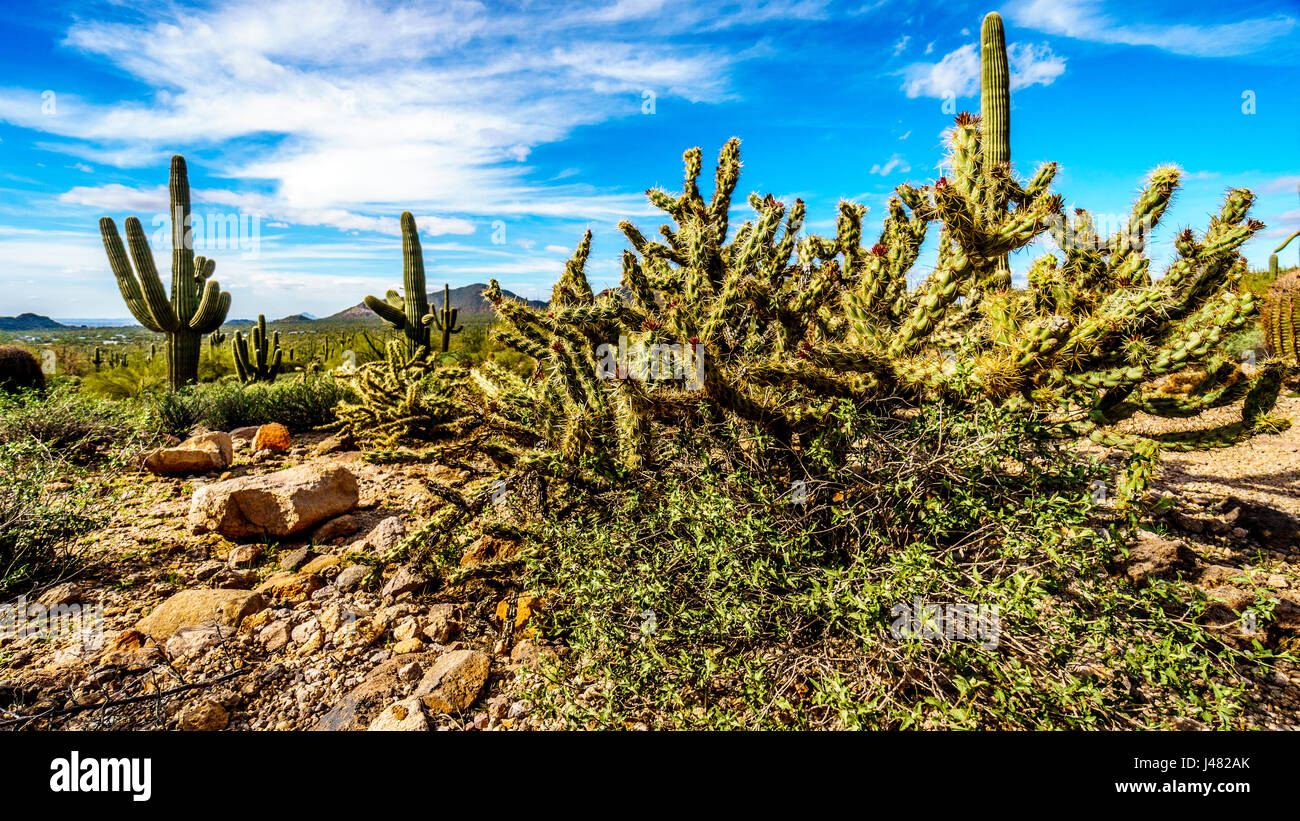 Pencil cactus hi-res stock photography and images - Alamy