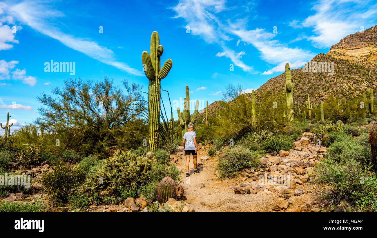 Cacti trail hi-res stock photography and images - Alamy