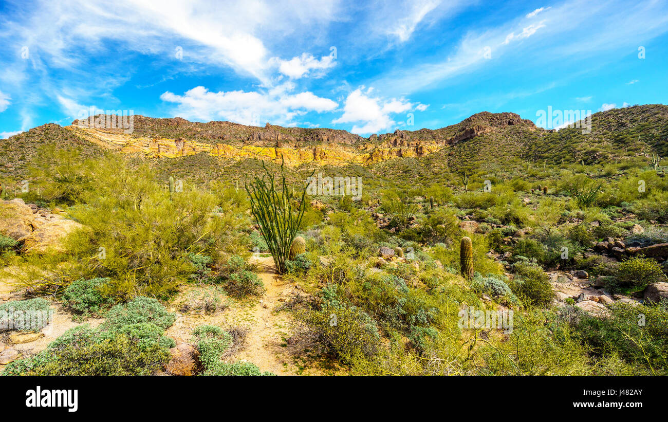 Semi desert landscape desert plants hi-res stock photography and images ...