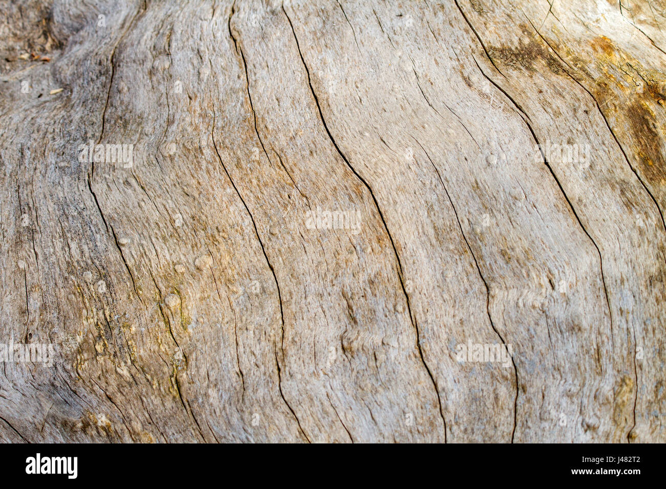 a Image texture of old tree without bark Stock Photo - Alamy