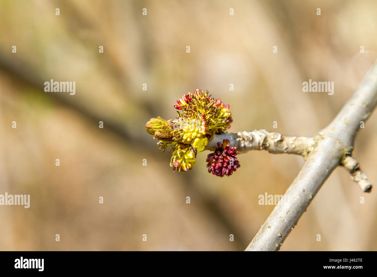 a image of a little tree in spring blossoming branches t Stock Photo ...