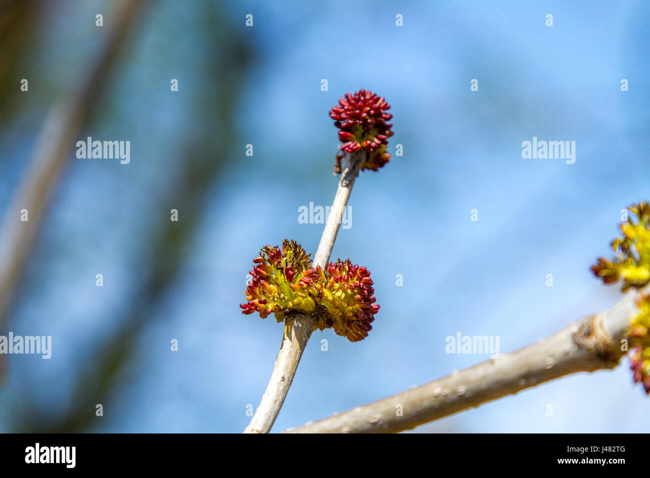 a image of a little tree in spring blossoming branches Stock Photo - Alamy