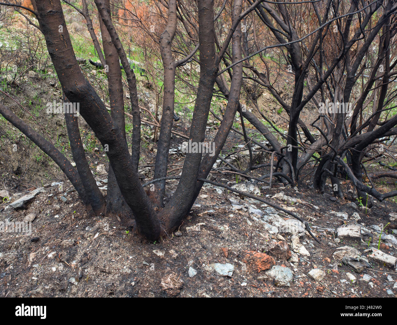 destroy after forest fire trees burned and charred Stock Photo - Alamy