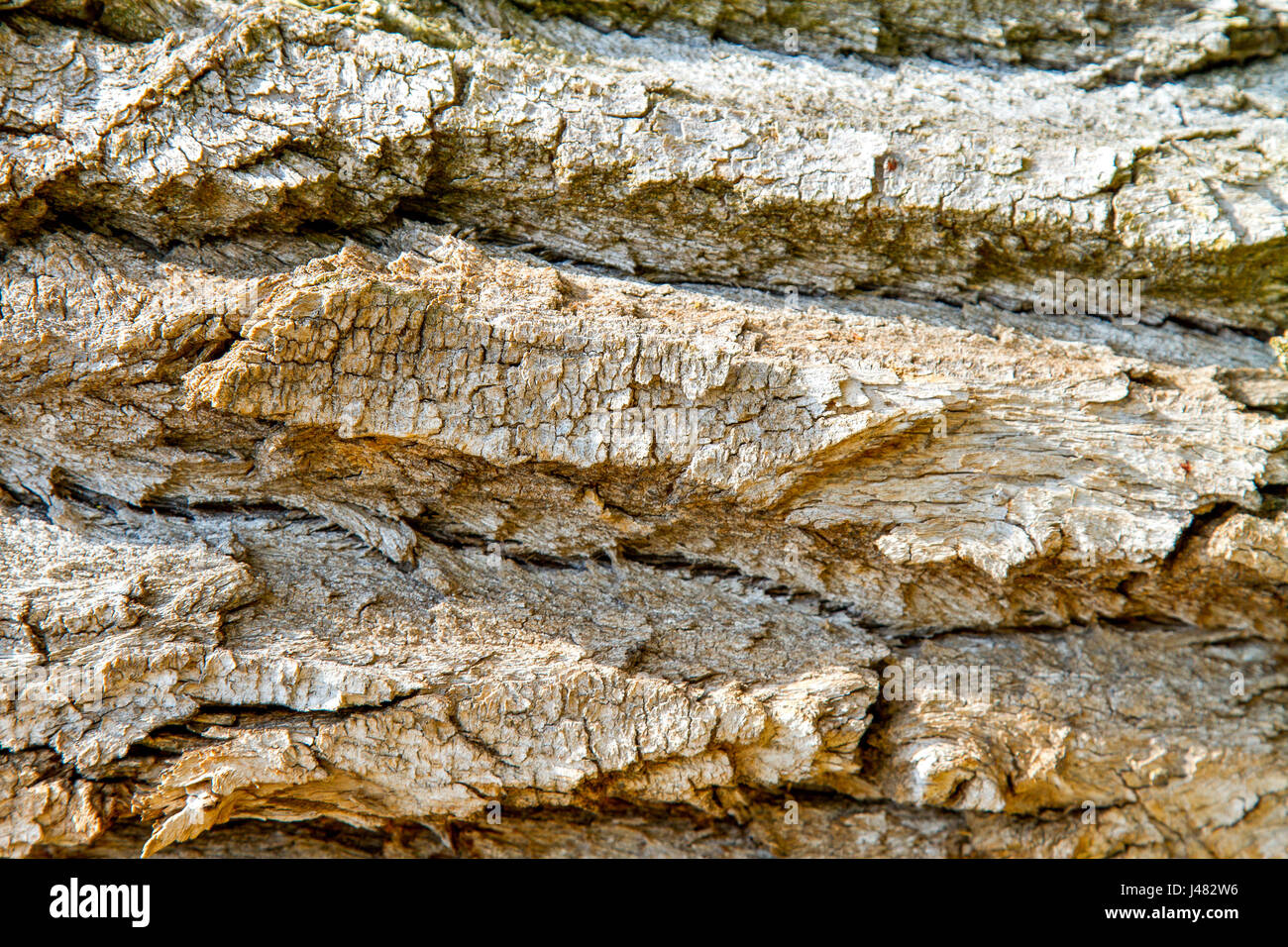 a closeup image of an old tree bark texture Stock Photo - Alamy