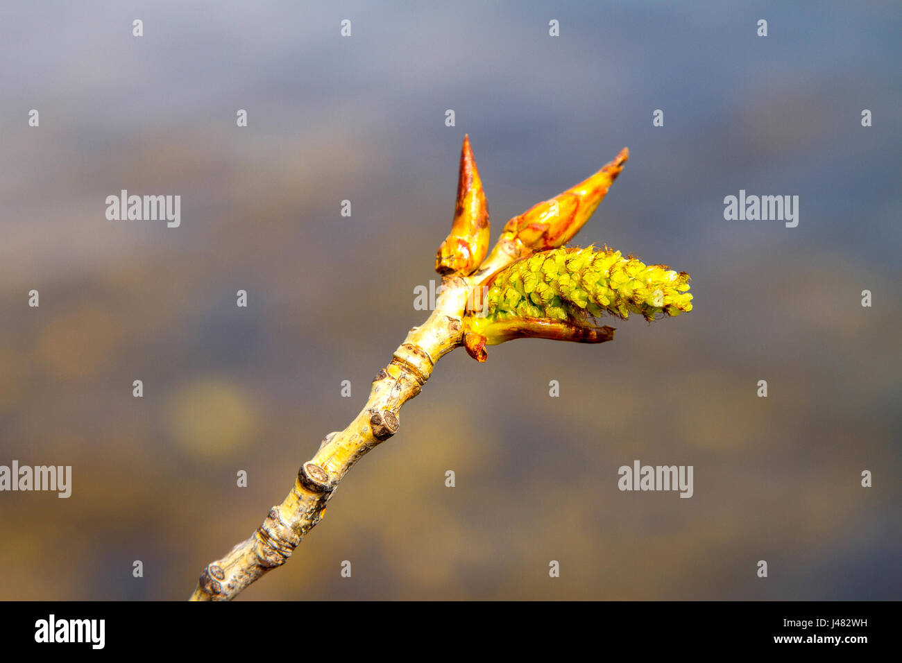 Young poplar hi-res stock photography and images - Alamy