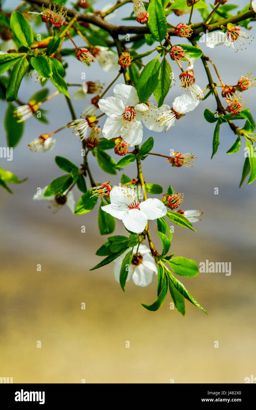 a Preview twigs with flower young fruit tree f Stock Photo - Alamy