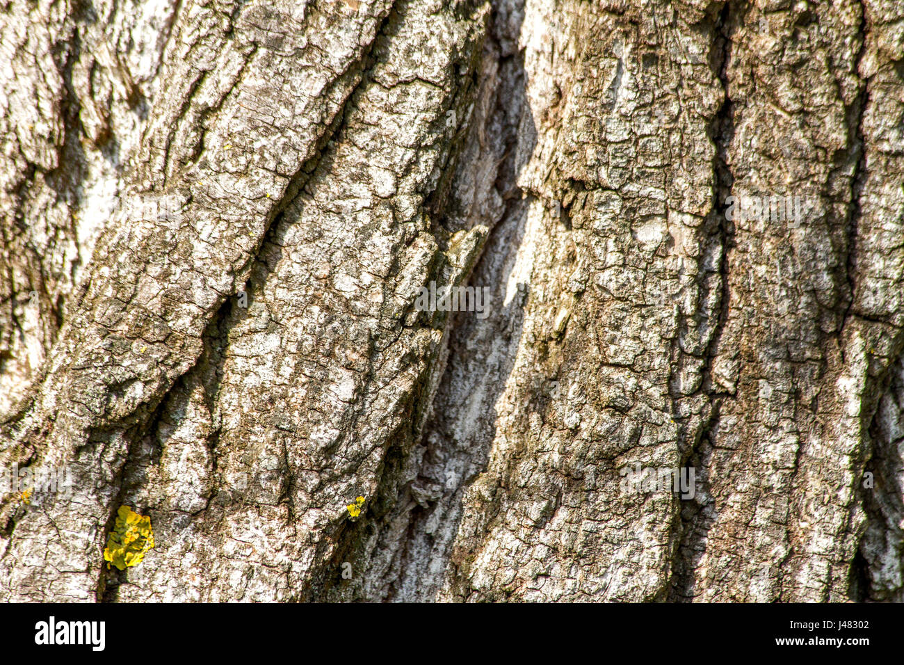 a oseup image of an old tree bark texture bar Stock Photo - Alamy