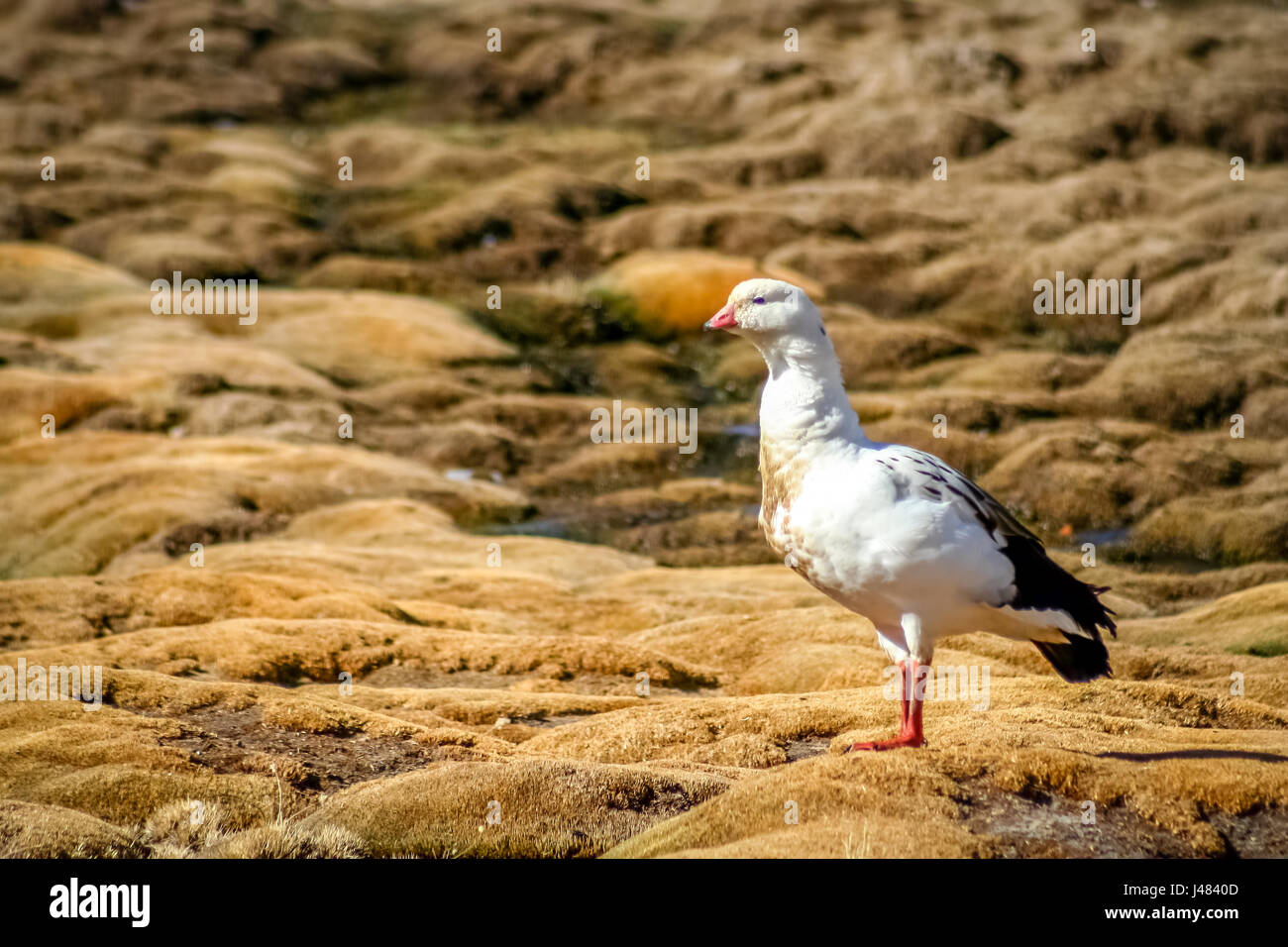 Andean goose photographed in the Altiplano, Lauca National Park, Chile ...