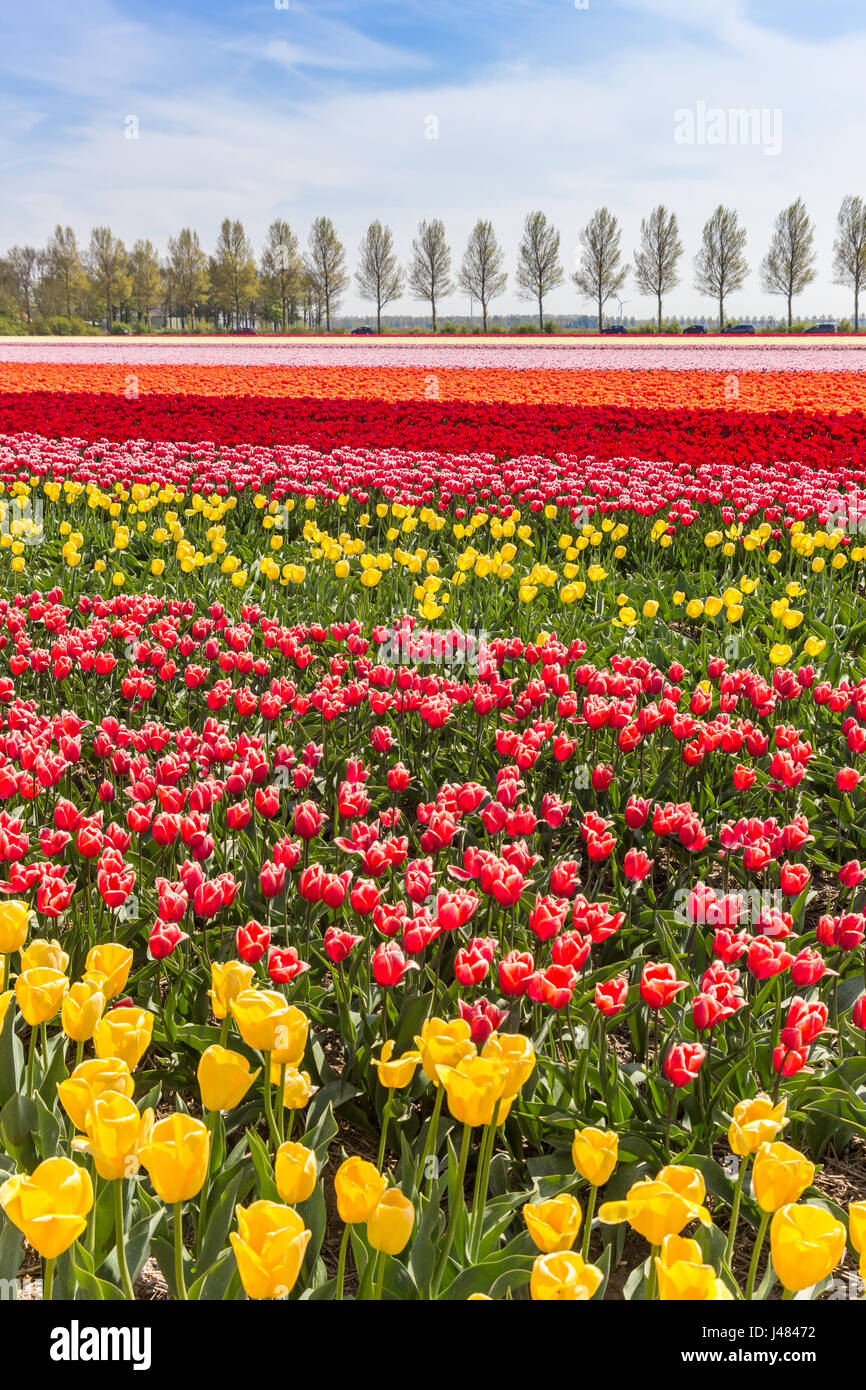 Colorful tulips field in Noordoostpolder, The Netherlands Stock Photo ...