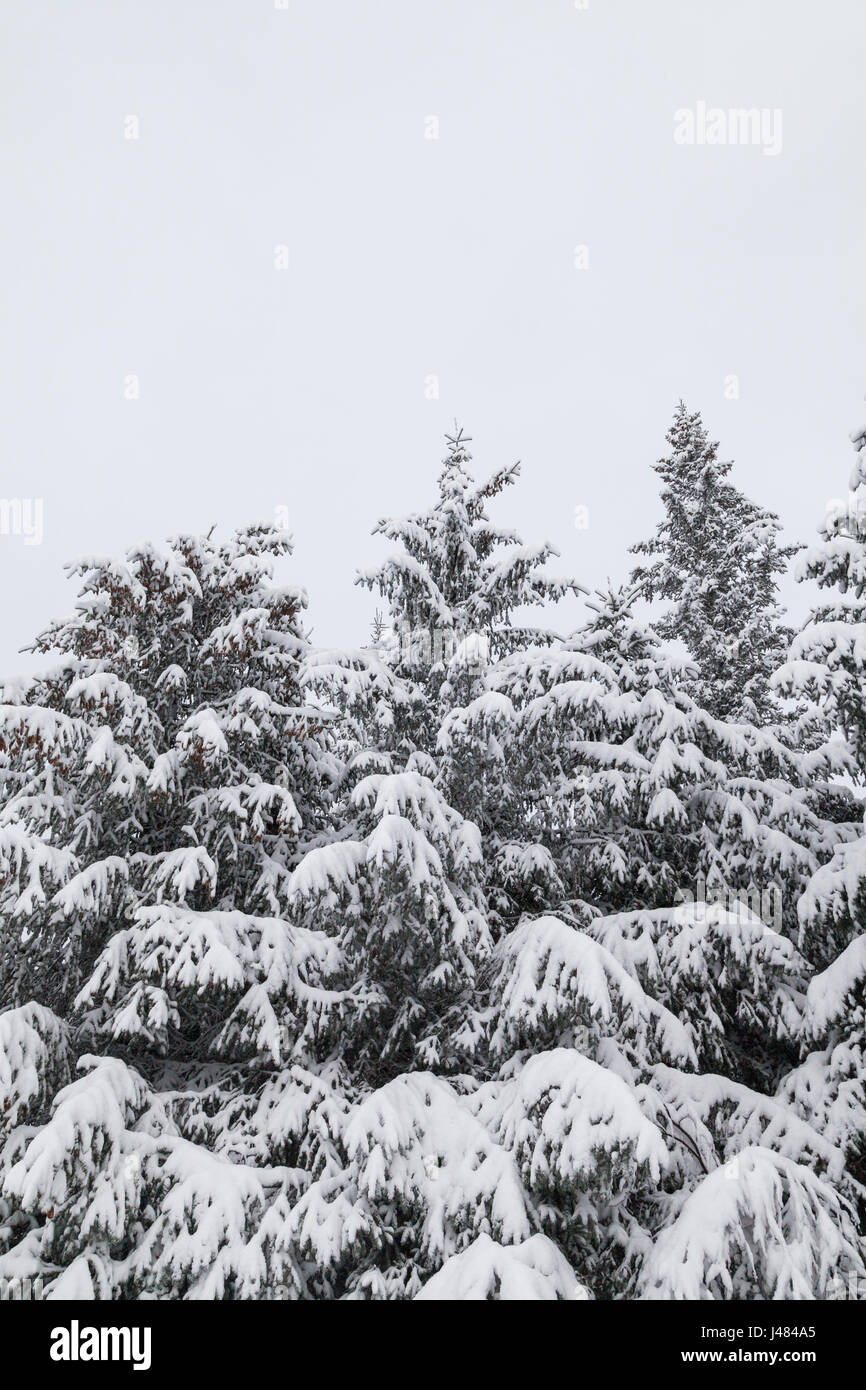Snowy tree tops Stock Photo - Alamy