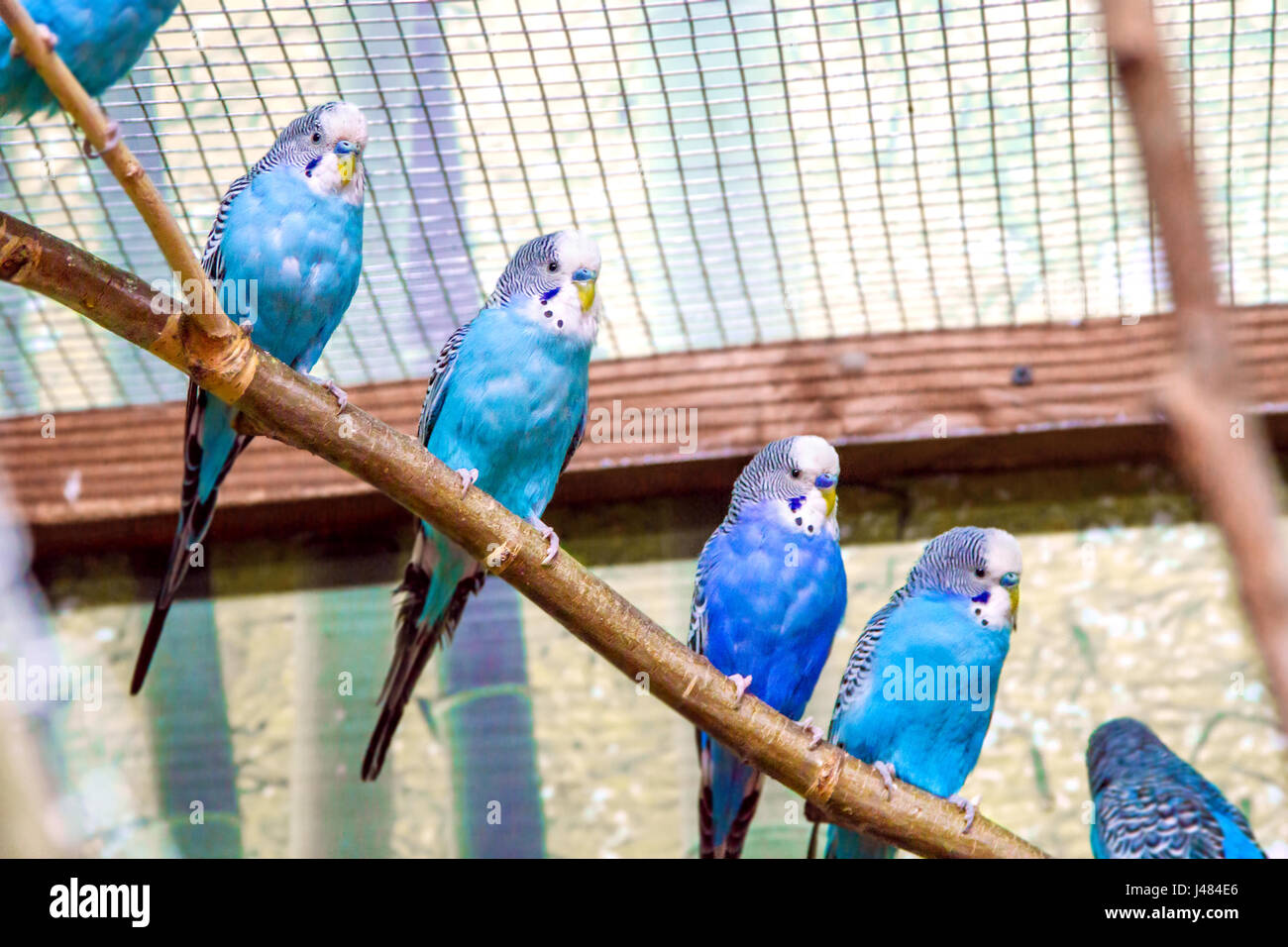 Aviary background hi-res stock photography and images - Alamy