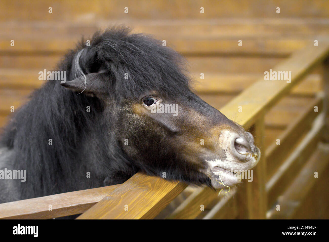 Image little horse pony peeking from the enclosure Stock Photo - Alamy