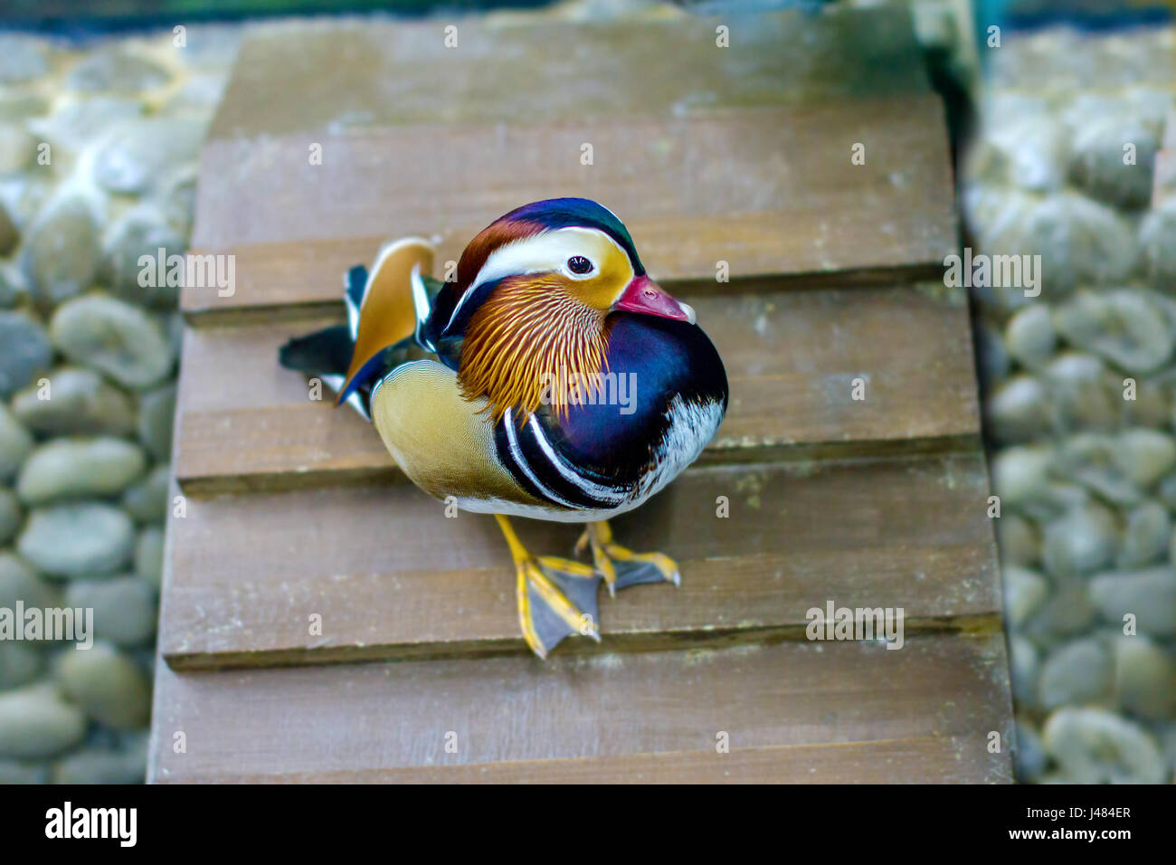 image of a beautiful bird male mandarin duck Stock Photo - Alamy