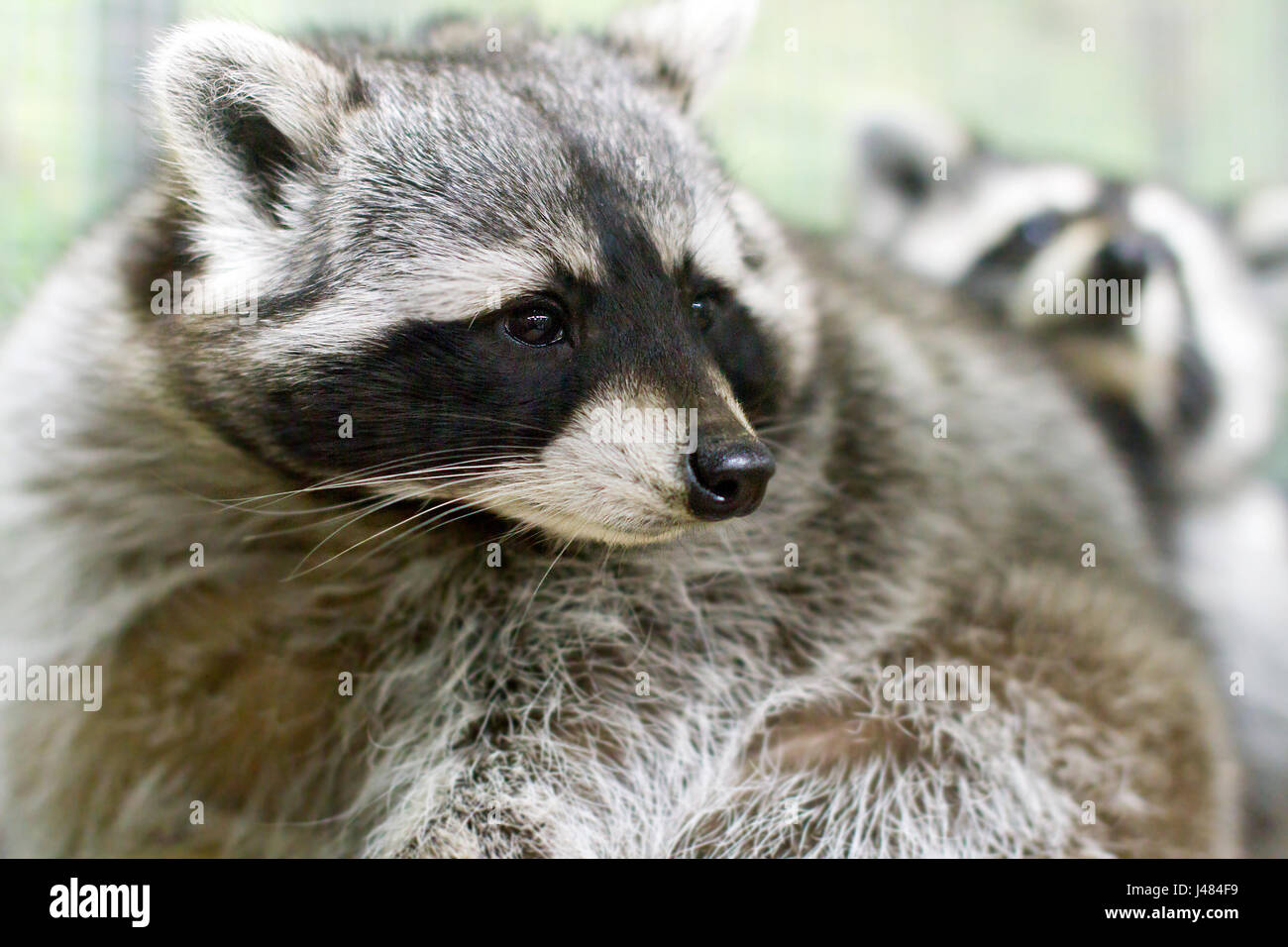 image of a beautiful mammal furry pet raccoon in a cage Stock Photo - Alamy