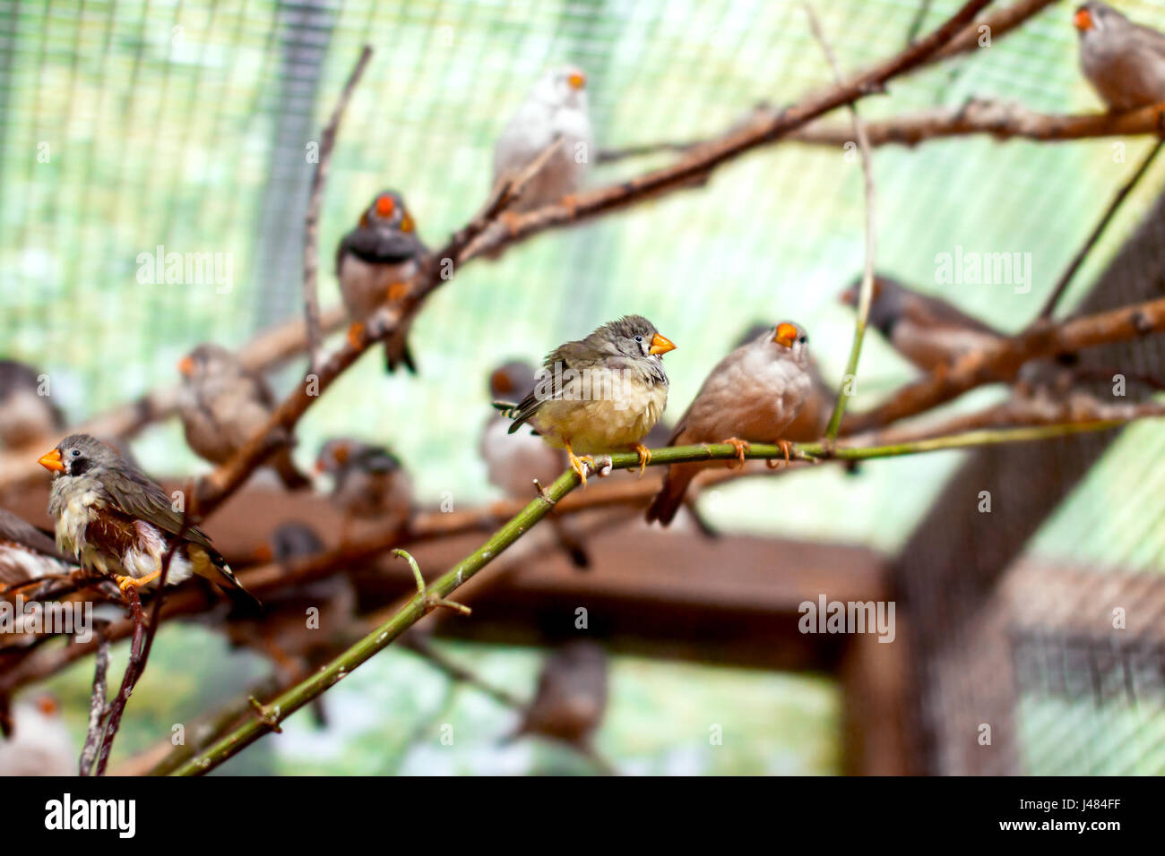 a exotic image of a flock of small birds in the aviary beautiful Stock ...