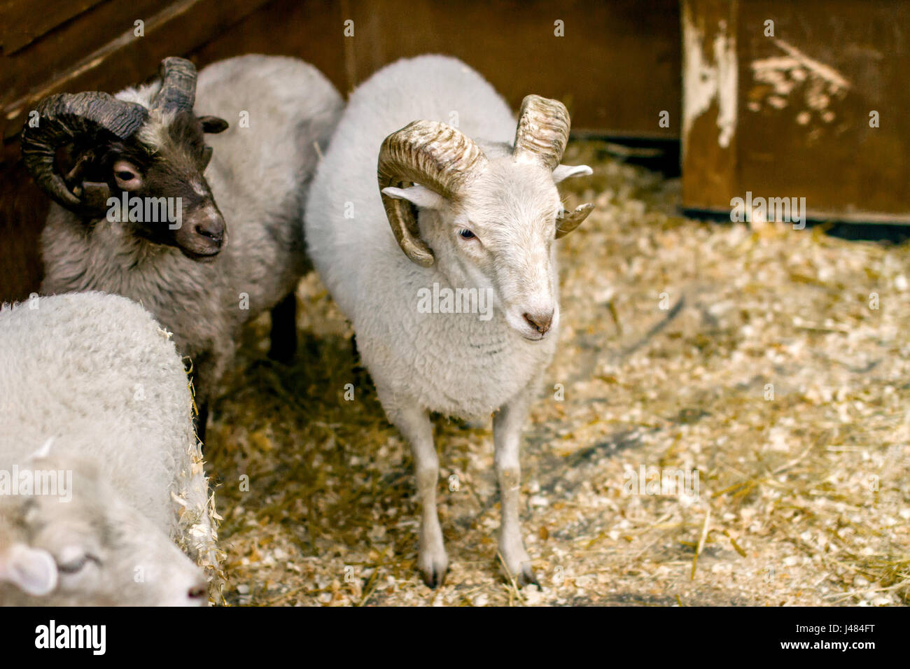 Adult sheep hi-res stock photography and images - Alamy
