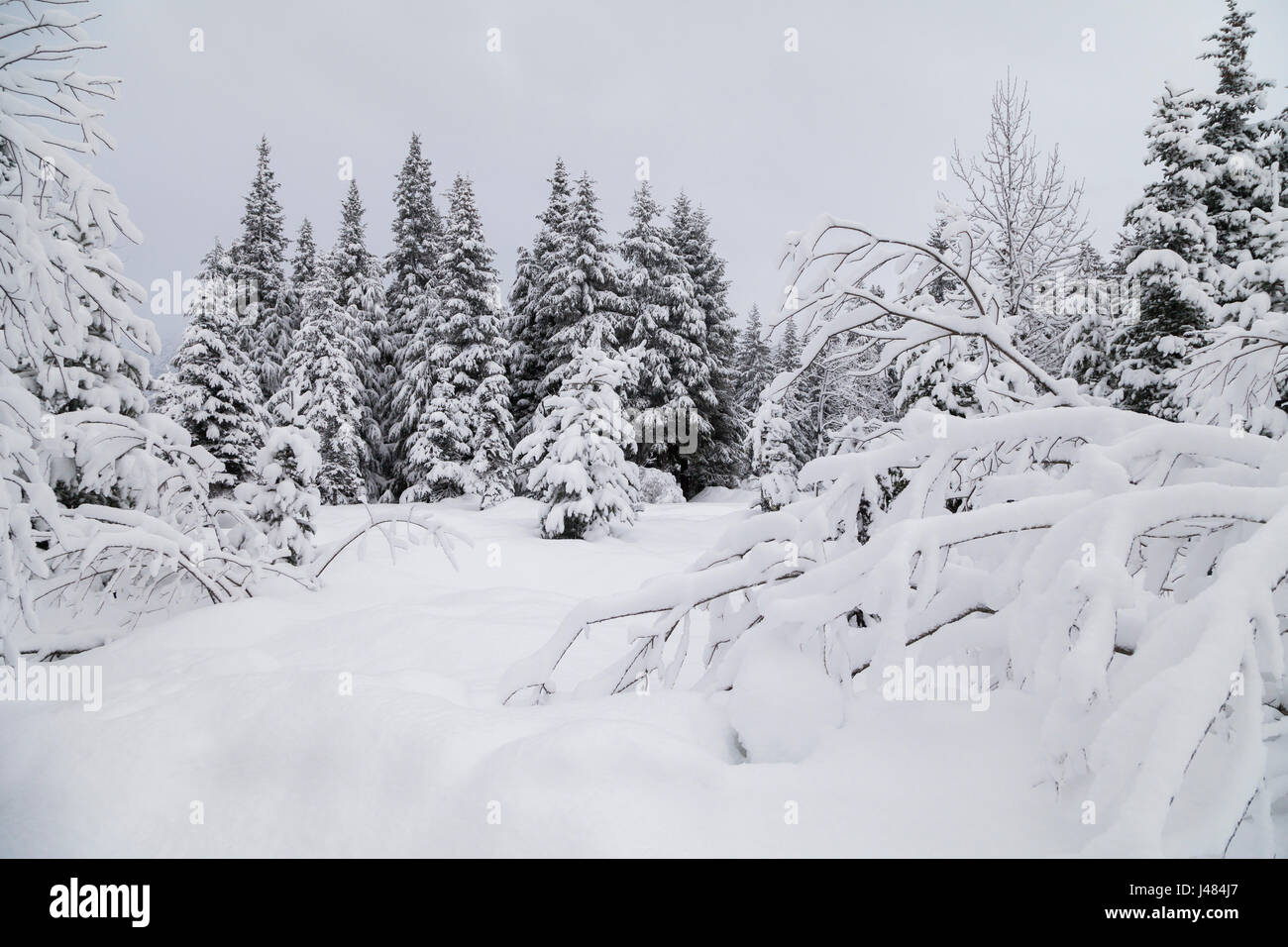 Snowy Alaskan meadow Stock Photo - Alamy