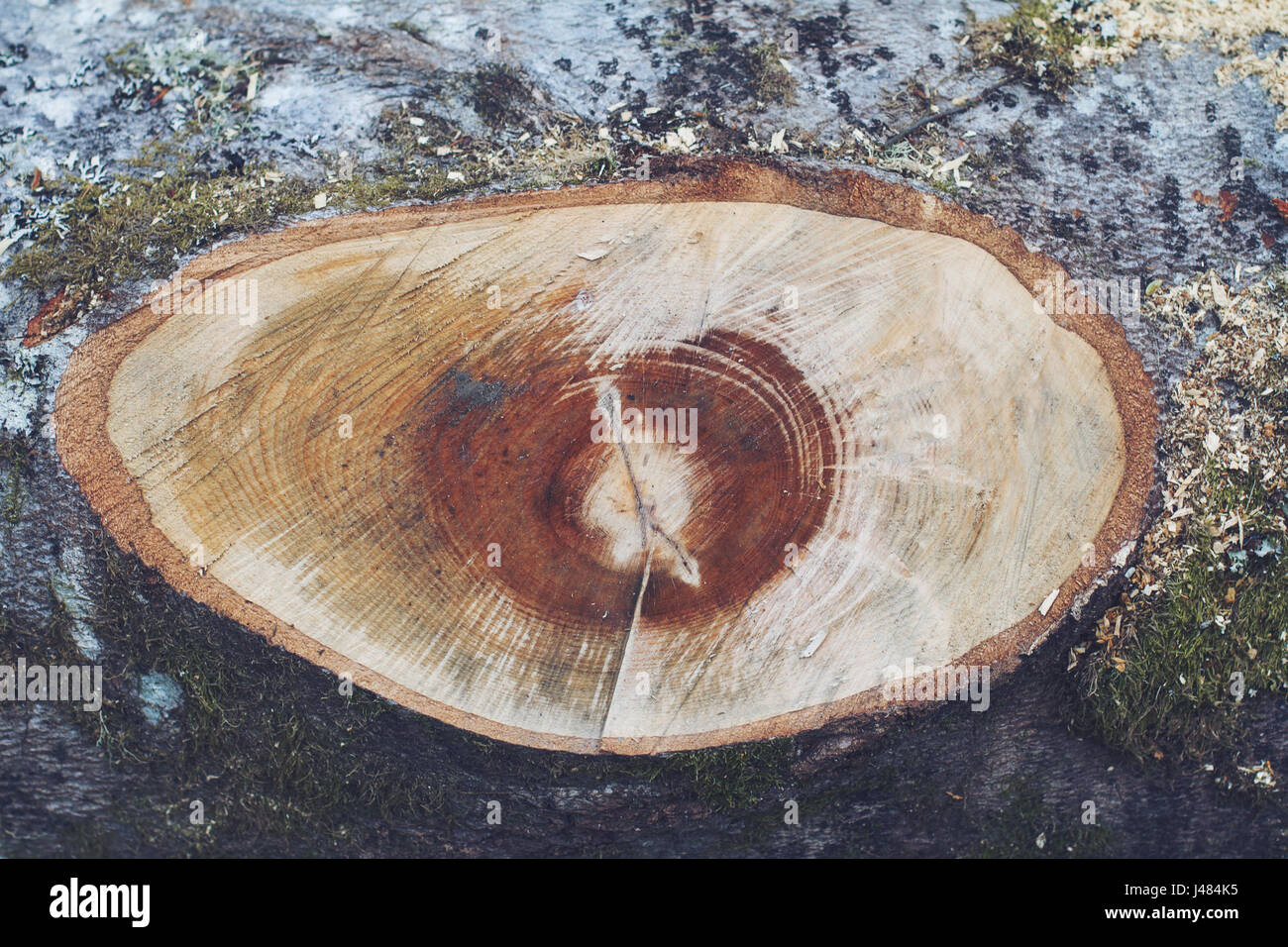horizontal front view closeup of tree trunk bark texture with branch ...