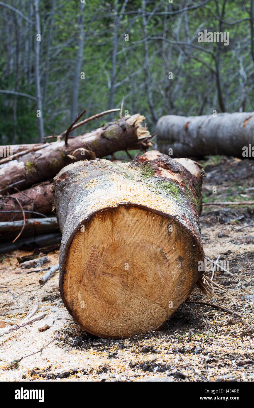 front view vertical closeup of freshly cut tree trunk in the forest ...