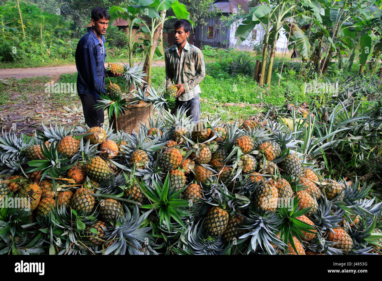 Pineapple harvesting at Madhupur in Tangail, Bangladesh Stock Photo - Alamy