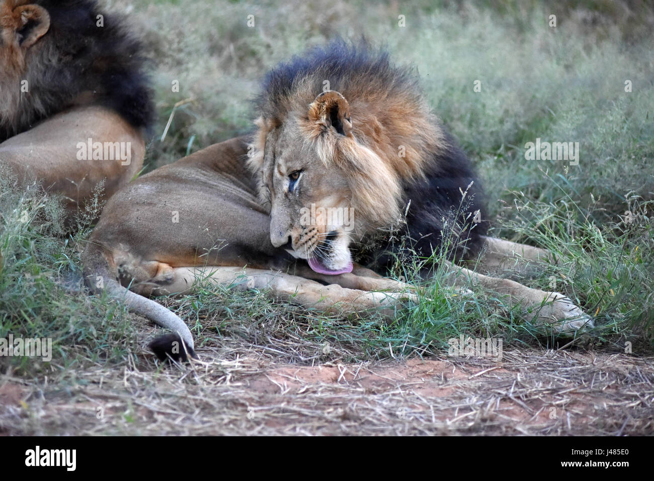 An african lion lies down and takes care of its personal hygiene ...
