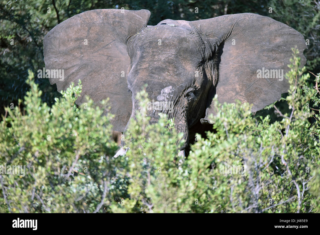 A grazing elephant in Mahango National Park. Taken on 01.04.2017. The ...