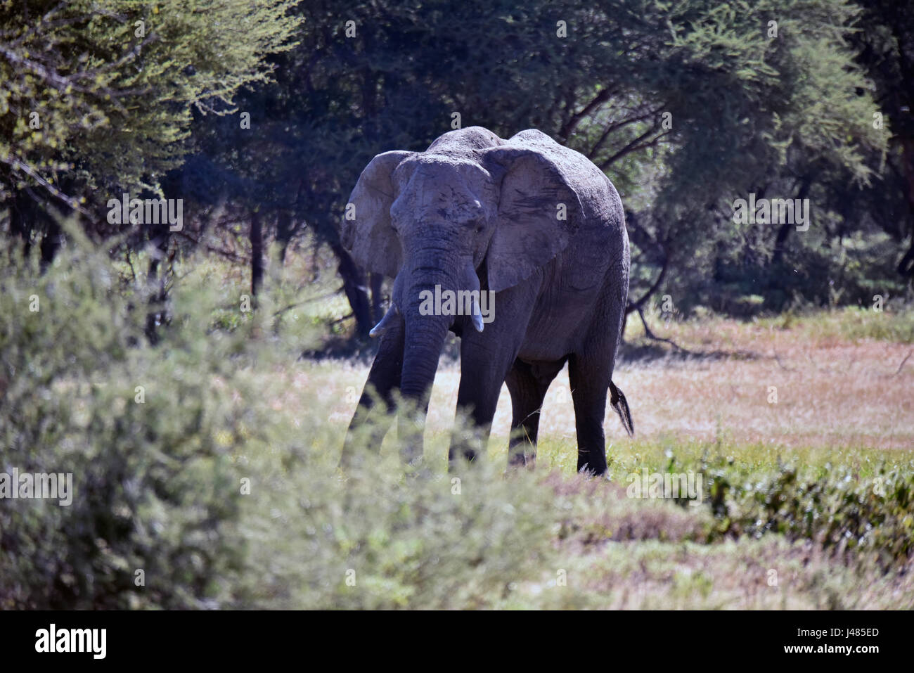 A grazing elephant in Mahango National Park. Taken on 01.04.2017. The ...