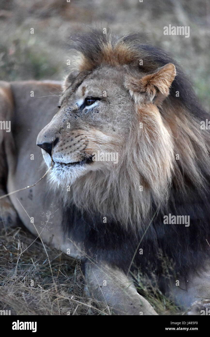 Lion watches surroundings in harnass hi-res stock photography and ...