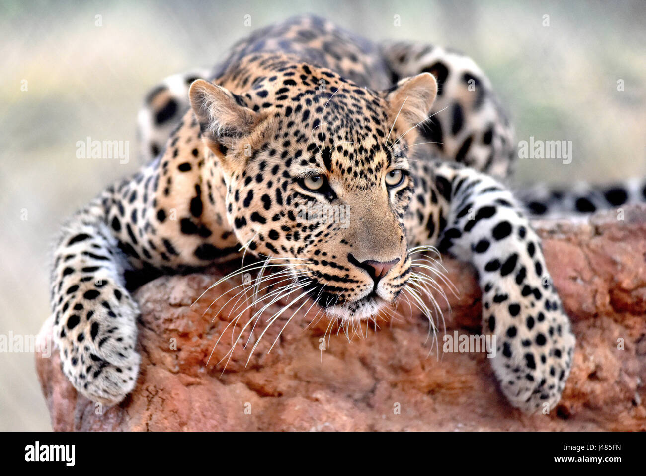 Habitat of jaguars hi-res stock photography and images - Alamy
