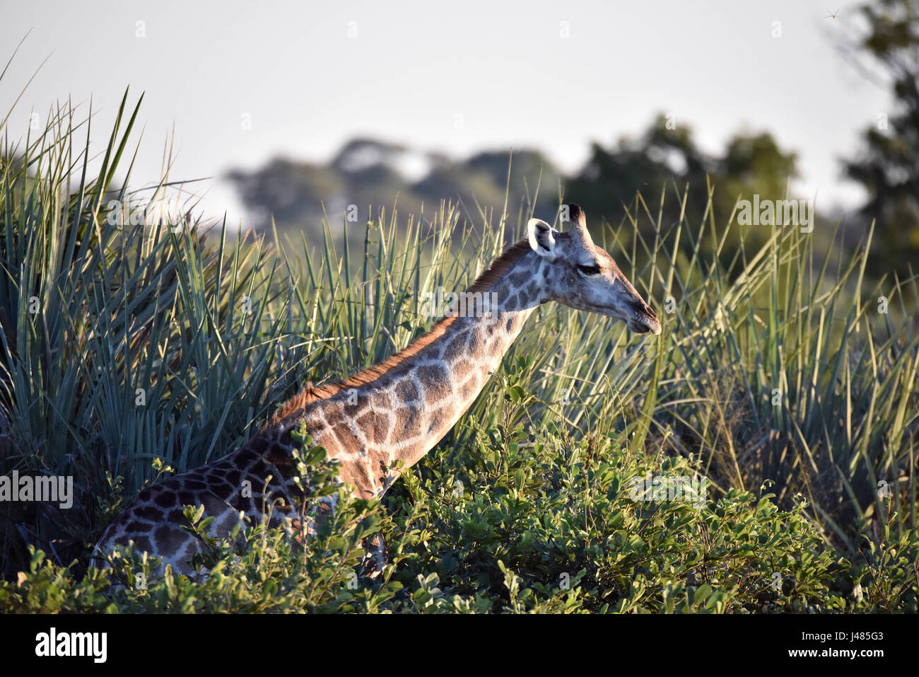With its long neck, a giraffe sticks out of the vegetation in the ...