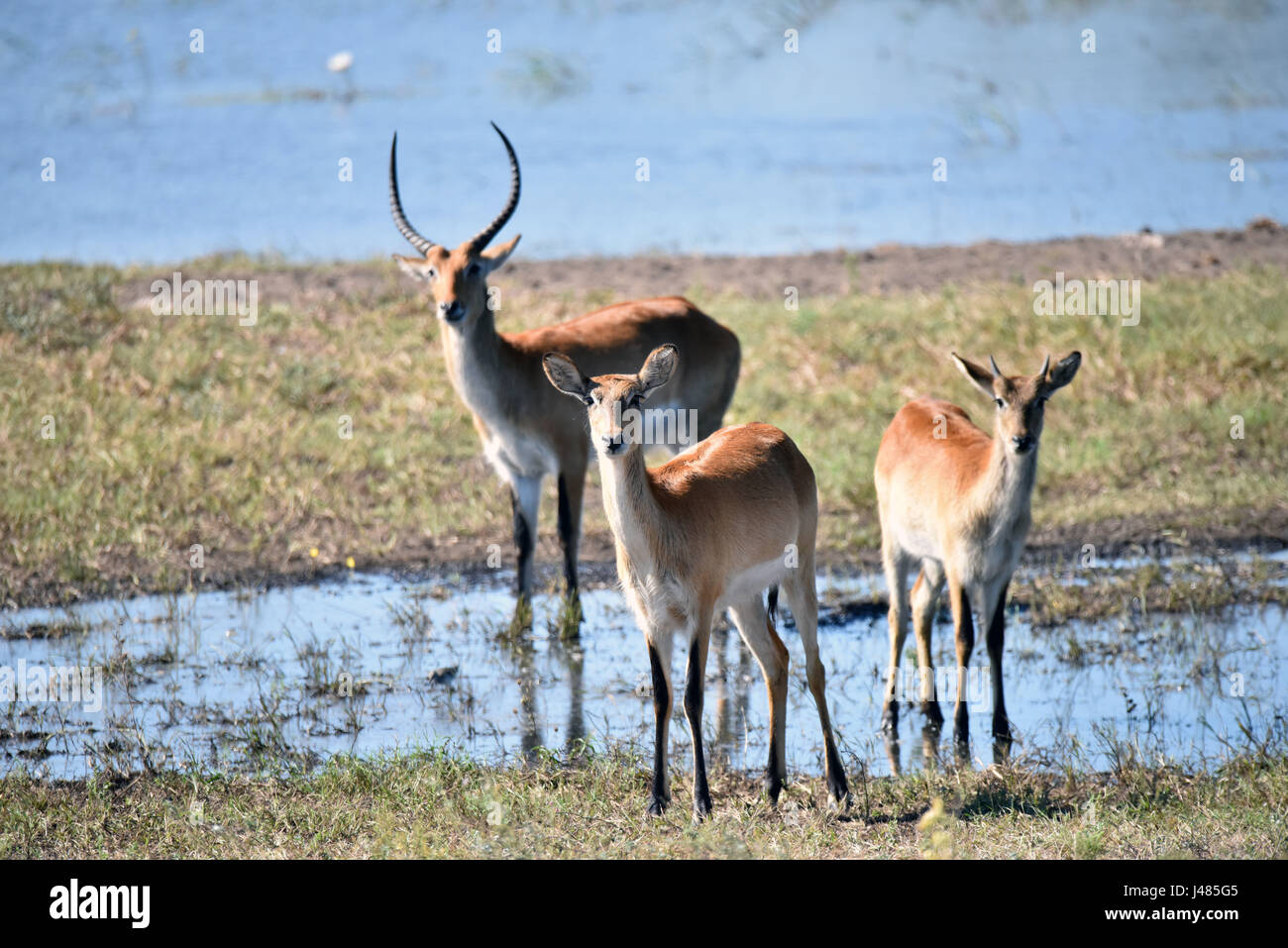 A group of red lechwe at a lake in Mahango Park Game Reserve. Taken on ...