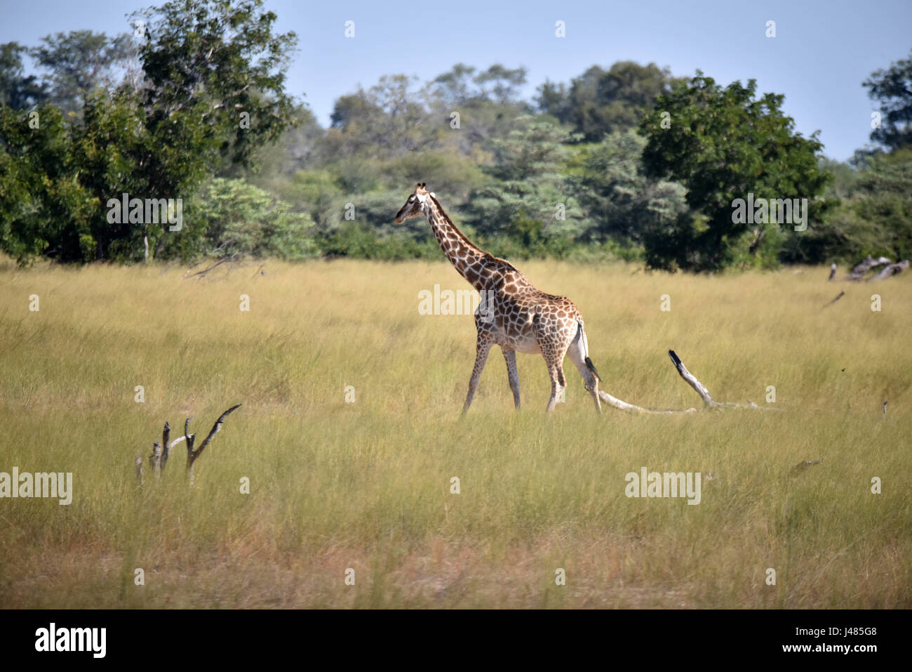 A lone giraffe steps through the savannah. Taken on 01.04.2017 in ...